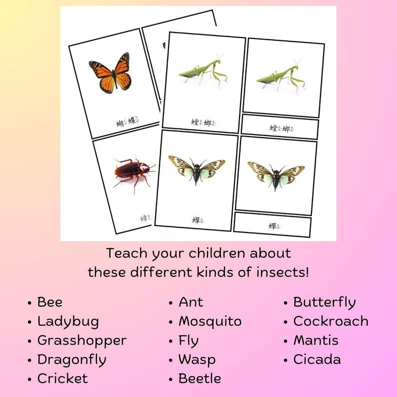 Montessori Chinese 3-part Cards With Zhuyin - Insects - Etsy