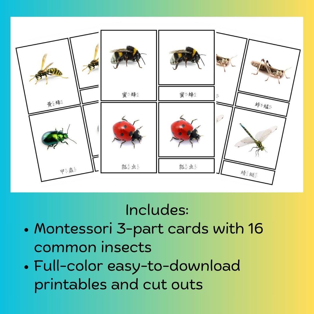 Montessori Chinese 3-part Cards With Zhuyin - Insects - Etsy
