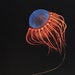 Jellyfish Atolla Vanhoeffeni Art Print / Hydrozoan / Bathypelagic ...