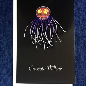 Crossota Millsae Jellyfish Greeting Card / Hydrozoan / Bathypelagic ...