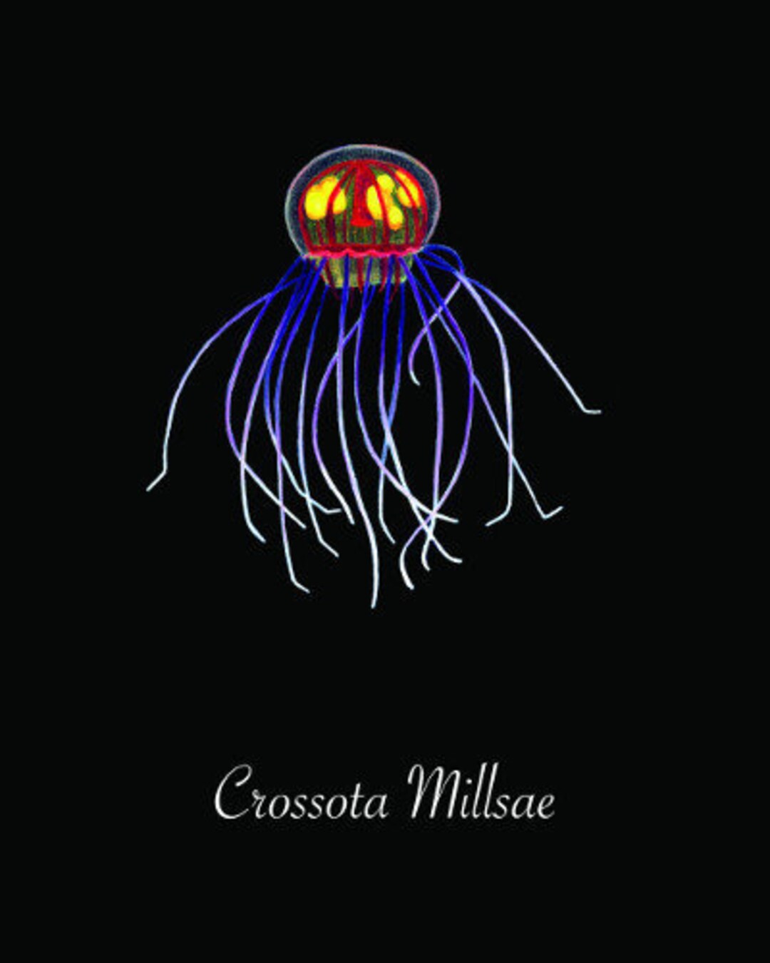 Jellyfish Crossota Millsae Art Print / Hydrozoan / Bathypelagic Animal ...
