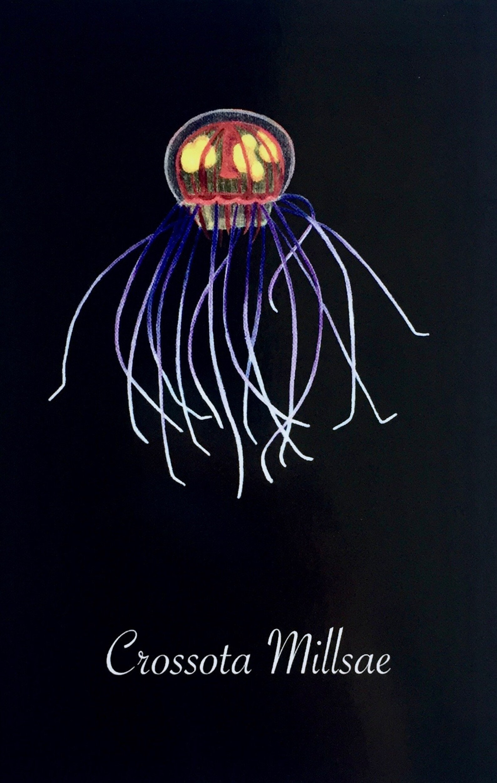 Crossota Millsae Jellyfish Greeting Card / Hydrozoan / Bathypelagic ...