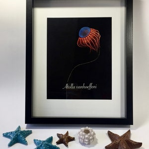 Jellyfish Atolla Vanhoeffeni Art Print / Hydrozoan / Bathypelagic ...