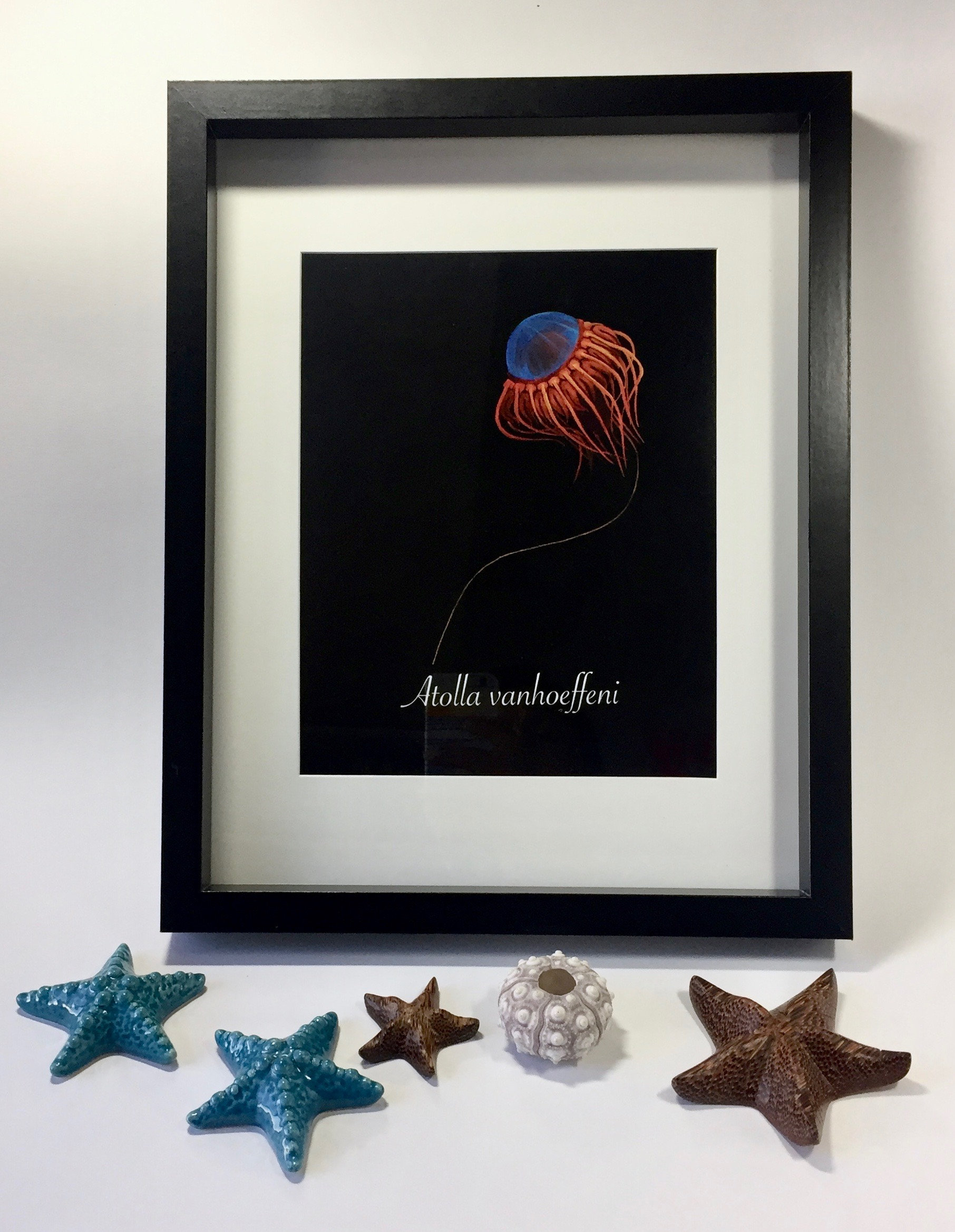 Jellyfish Atolla Vanhoeffeni Art Print / Hydrozoan / Bathypelagic ...