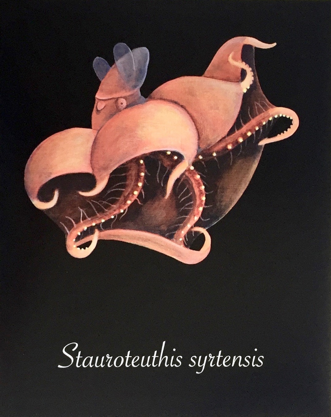 Stauroteuthis Syrtensis Octopus Art Print / Hydrozoan / Bathypelagic ...