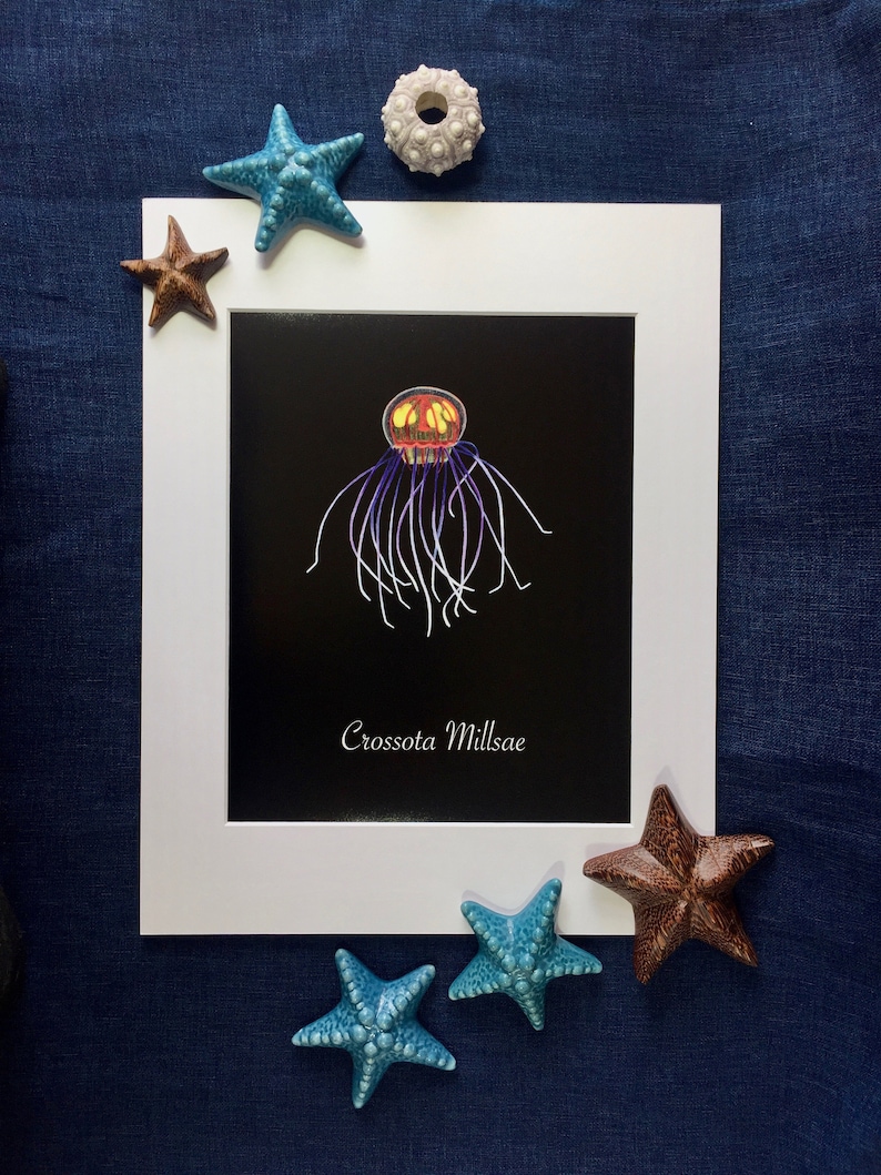 Jellyfish Crossota Millsae Art Print / Hydrozoan / Bathypelagic Animal ...