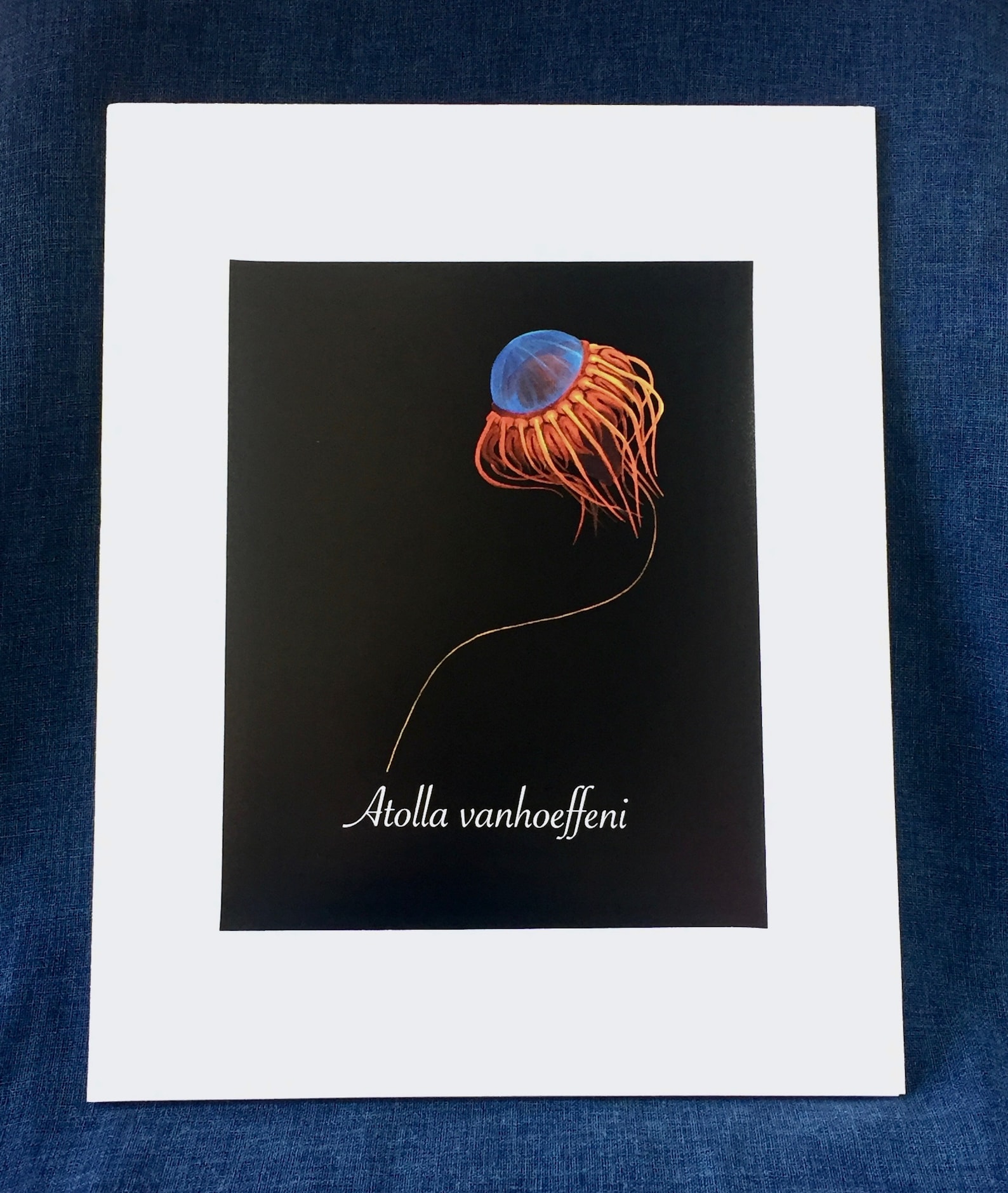 Jellyfish Atolla Vanhoeffeni Art Print / Hydrozoan / Bathypelagic ...