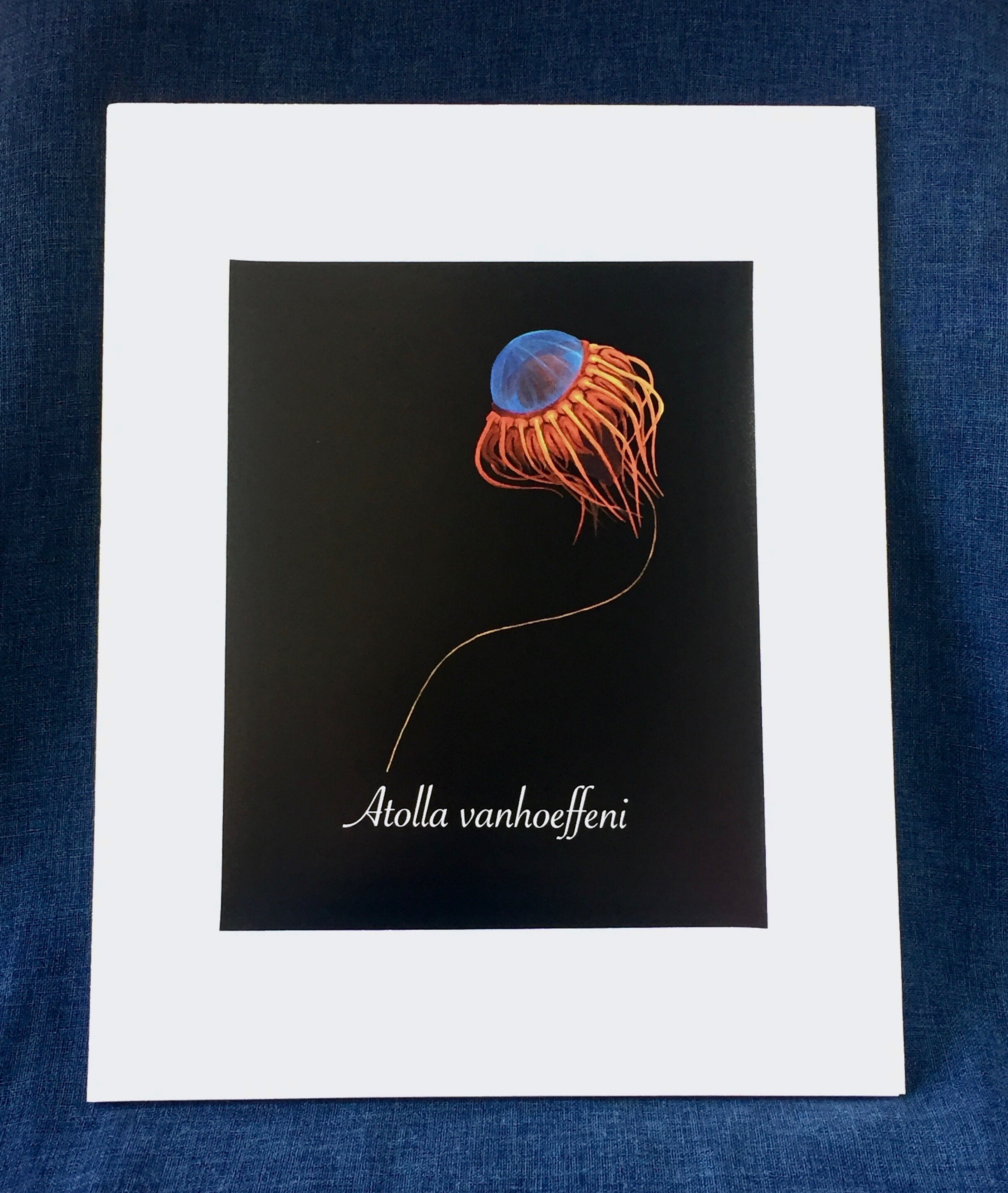 Jellyfish Atolla Vanhoeffeni Art Print / Hydrozoan / Bathypelagic ...