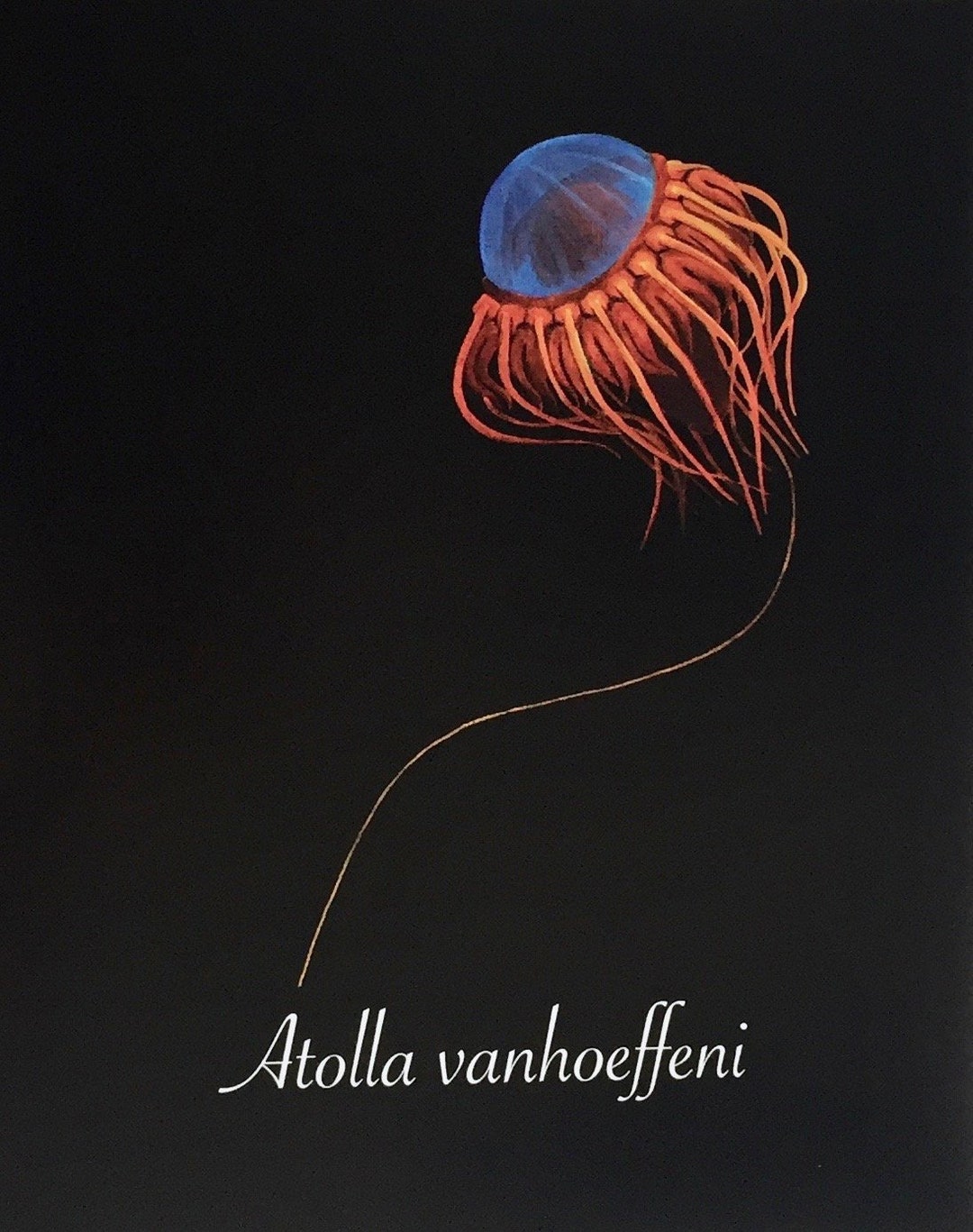 Jellyfish Atolla Vanhoeffeni Art Print / Hydrozoan / Bathypelagic ...