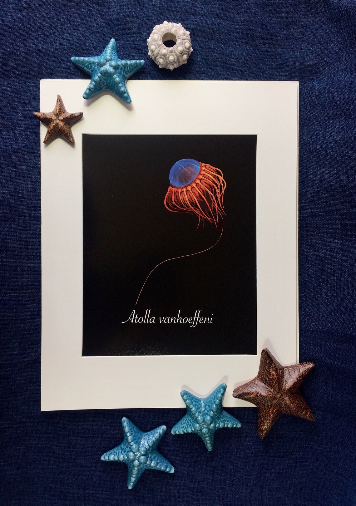 Jellyfish Atolla Vanhoeffeni Art Print / Hydrozoan / Bathypelagic ...