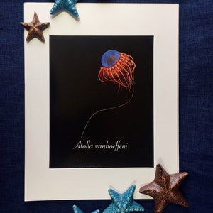 Jellyfish Atolla Vanhoeffeni Art Print / Hydrozoan / Bathypelagic ...