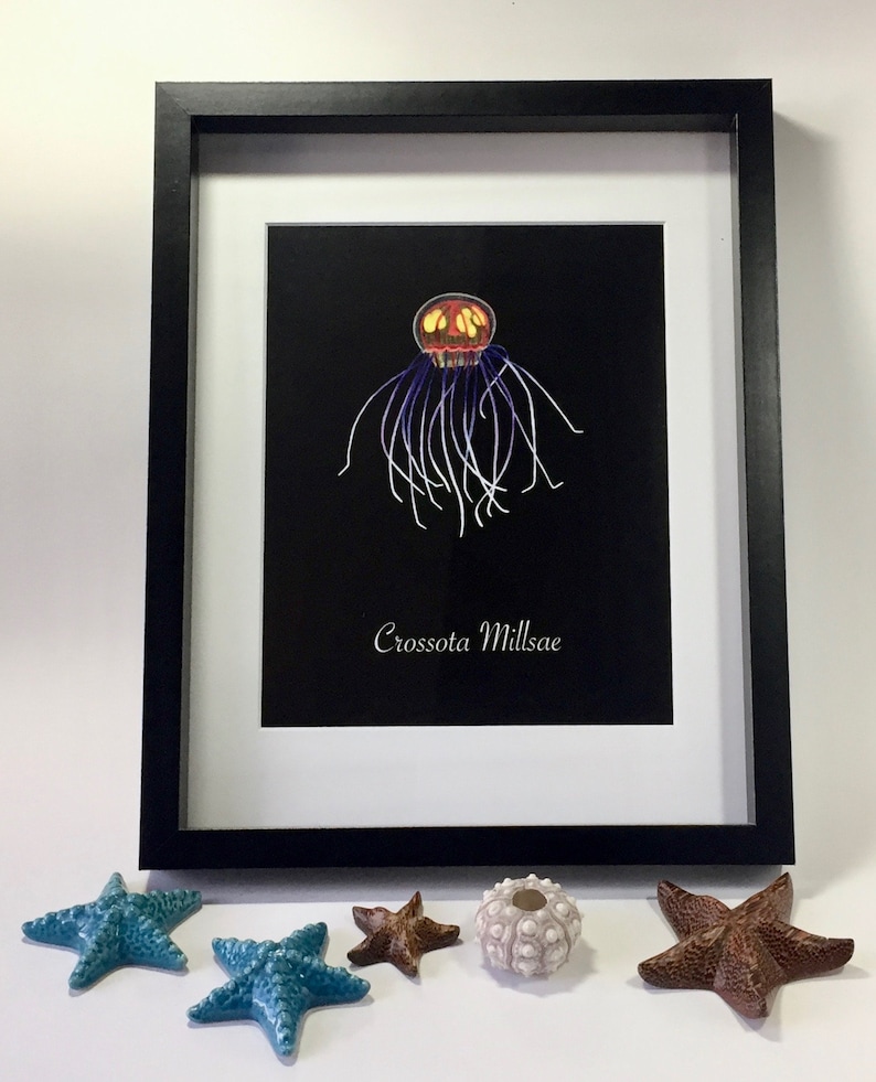 Jellyfish Crossota Millsae Art Print / Hydrozoan / Bathypelagic Animal ...