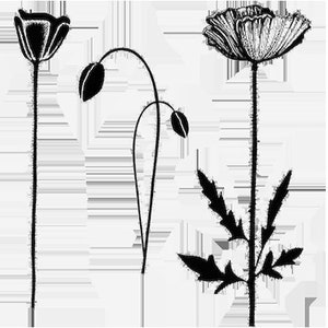 Group Poppies by Lavinia Stamps - Etsy