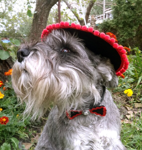 Black sombrero hat for cat Mexican hat with red flower & | Etsy