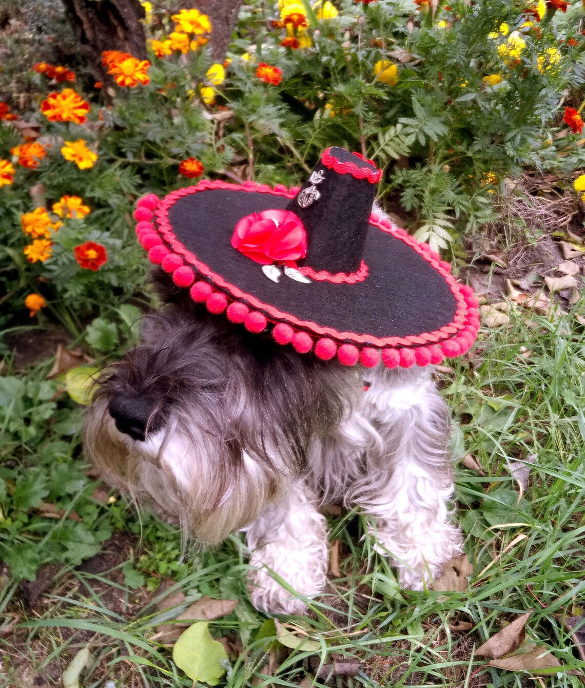 Black sombrero hat for cat Mexican hat with red flower & | Etsy
