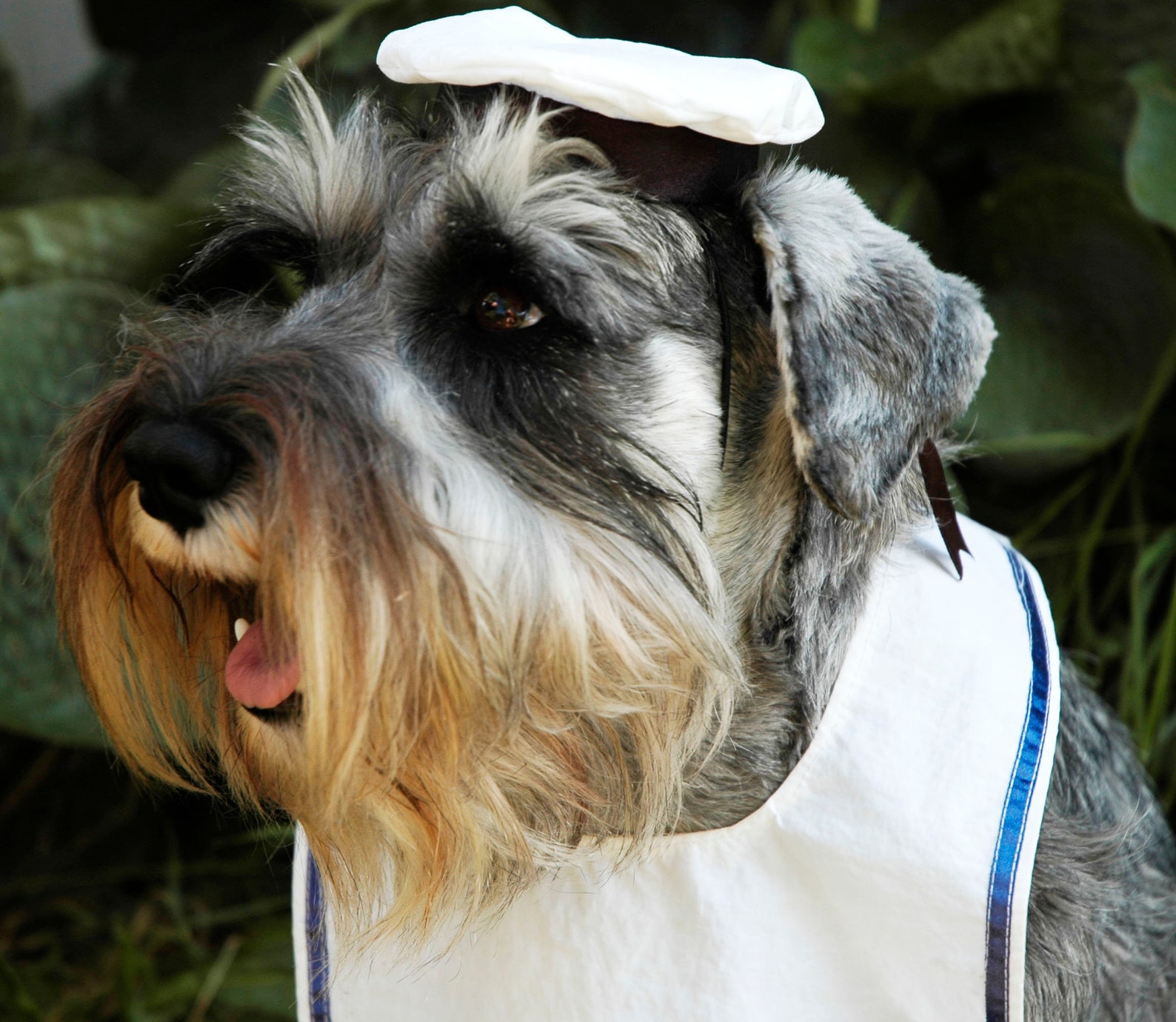 Dog Navy Hat & Collar Sailor's Beret Navy Dog Wedding Outfit Nautical ...