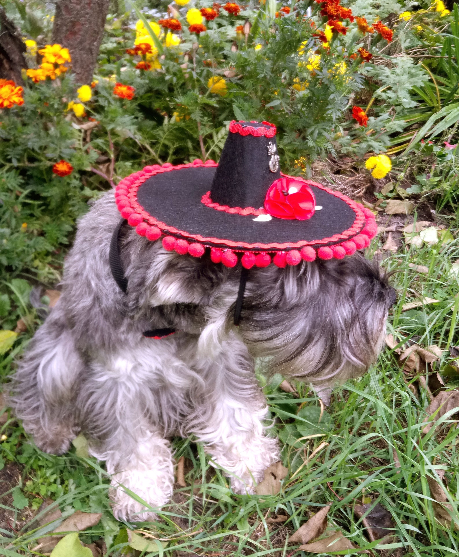 Black sombrero hat for cat Mexican hat with red flower & | Etsy