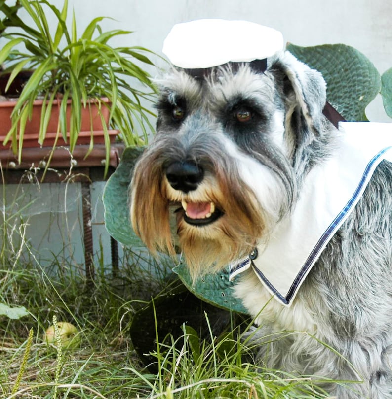 Dog Navy Hat & Collar Sailor's Beret Navy Dog Wedding Outfit Nautical ...