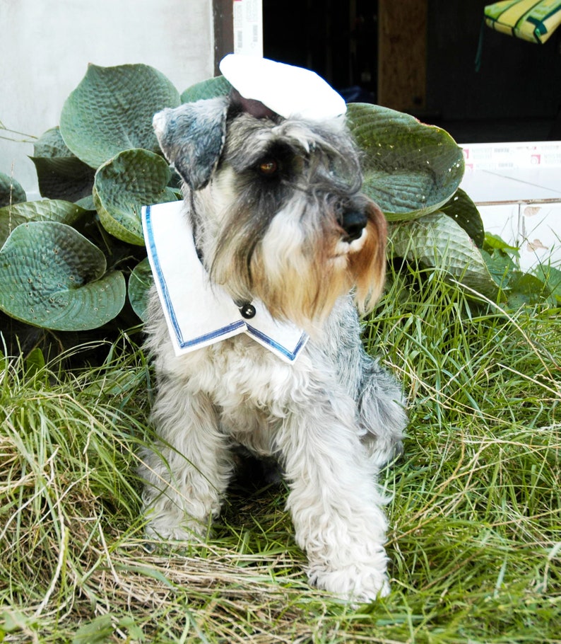 Dog Navy Hat & Collar Sailor's Beret Navy Dog Wedding - Etsy