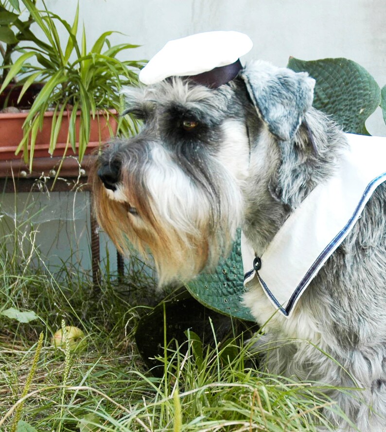 Dog Navy Hat & Collar Sailor's Beret Navy Dog Wedding Outfit Nautical ...