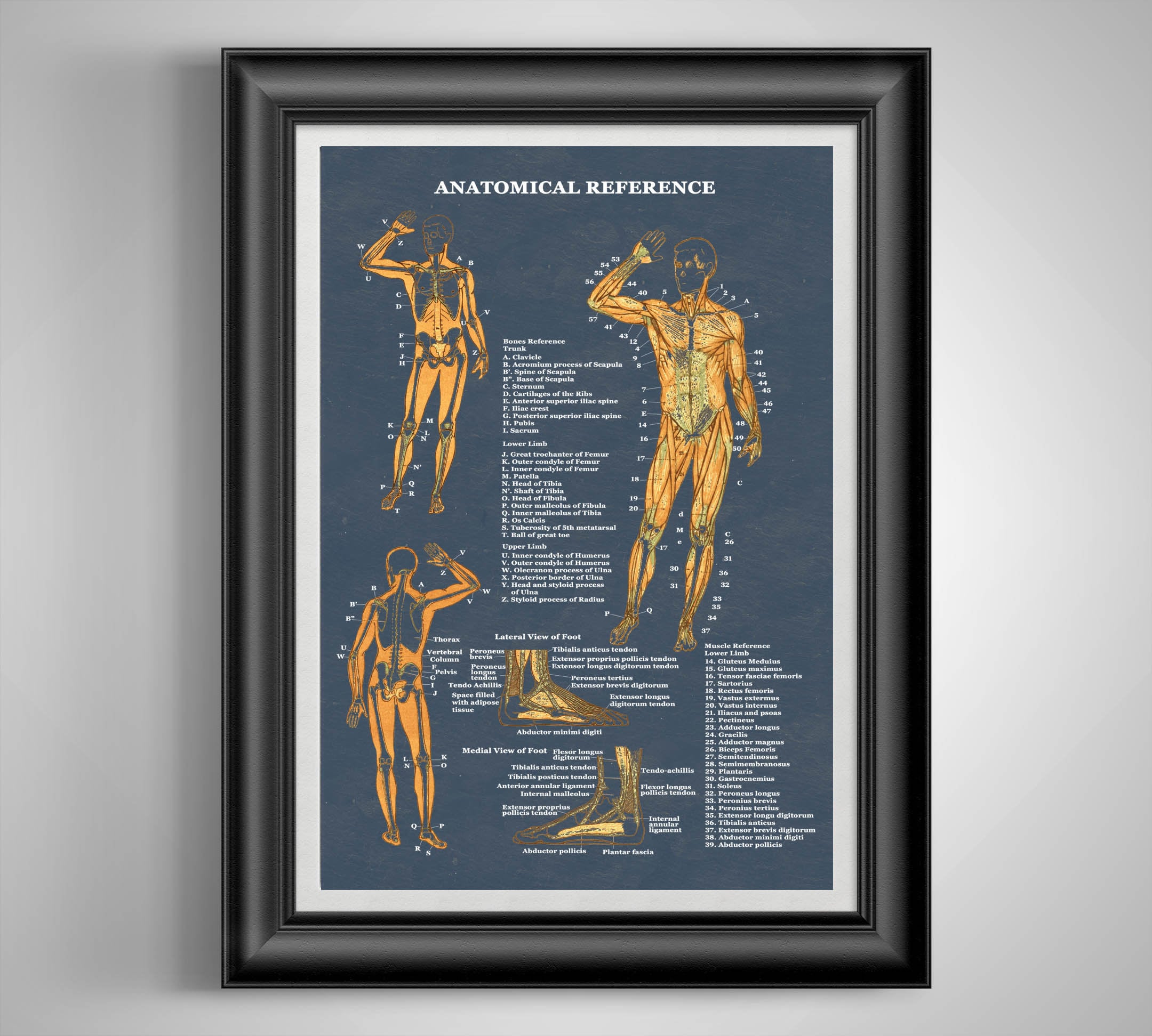 Gym Wall Art Muscle Anatomy Art Human Muscularity Poster Pre Med Gift ...