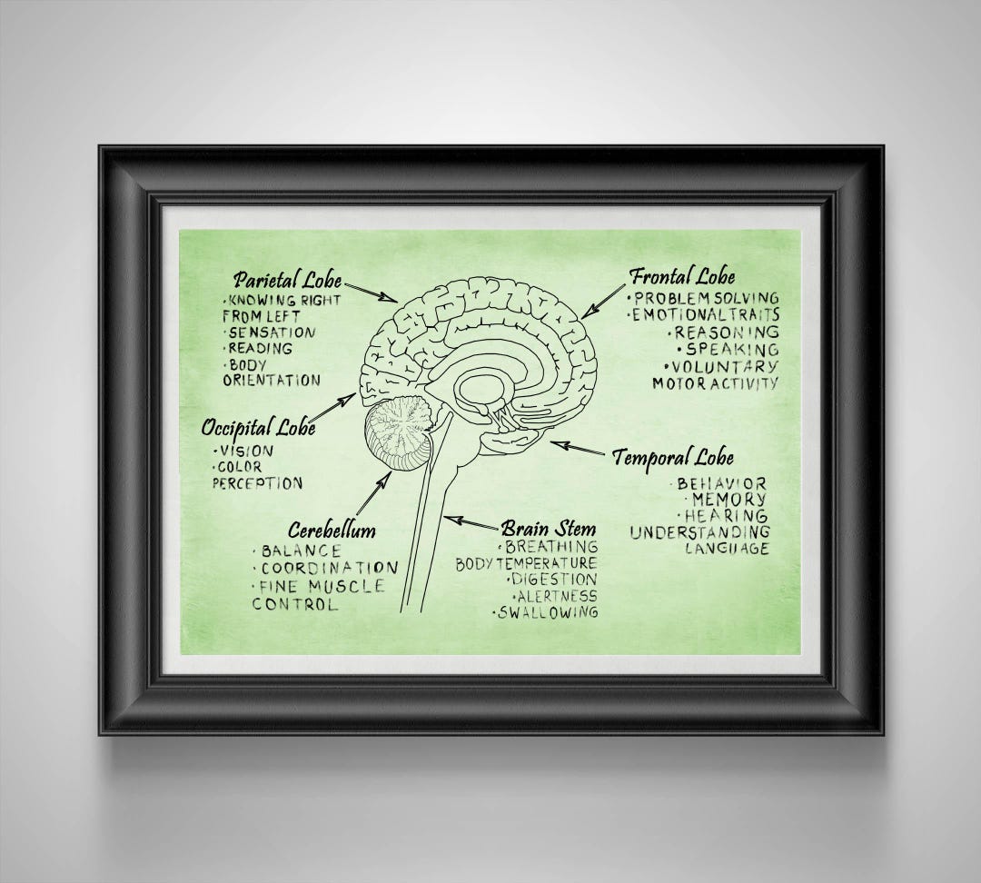 Brain Anatomy Illustration: Vintage Poster for Medical Students ...