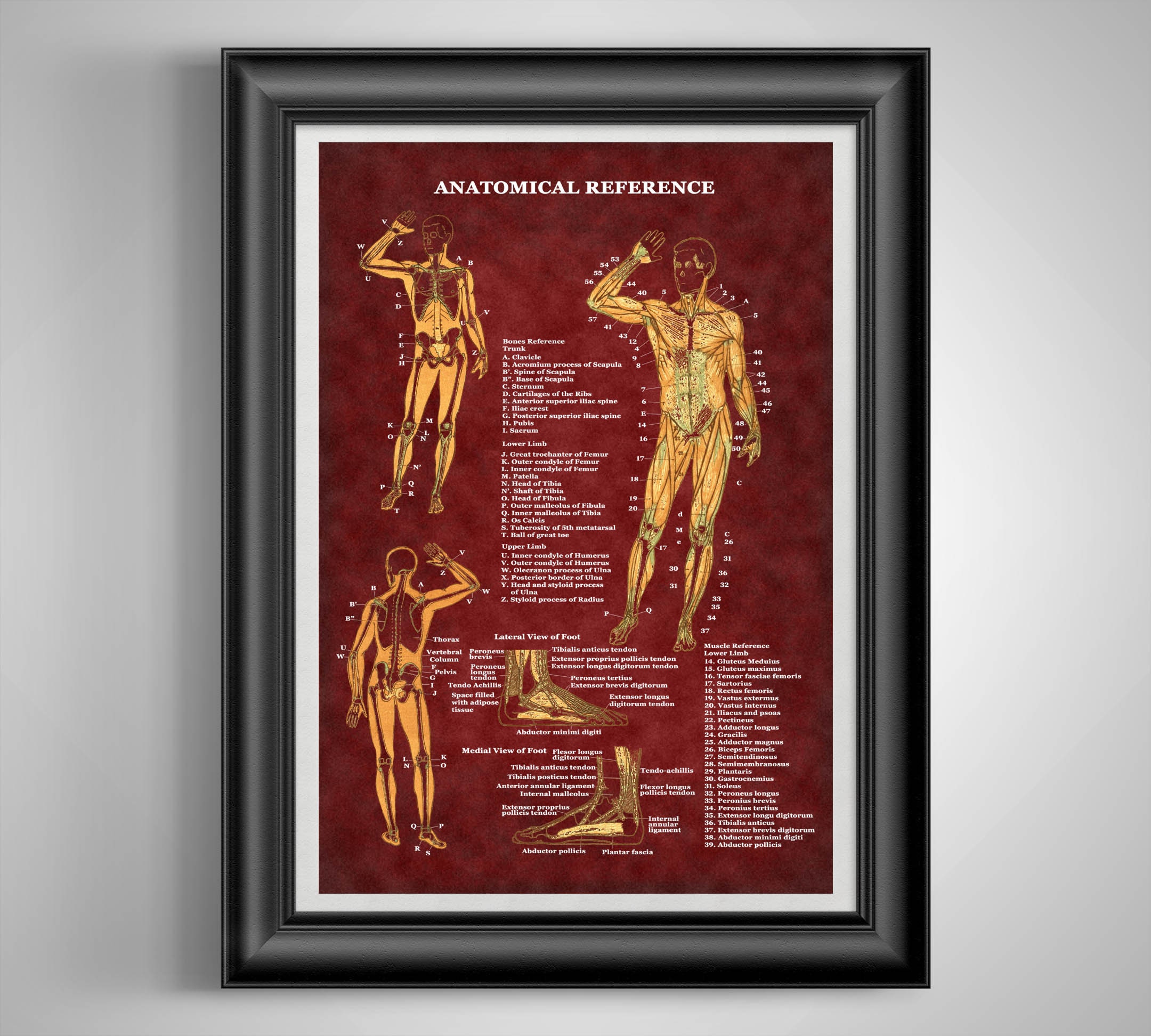 Gym Wall Art Muscle Anatomy Art Human Muscularity Poster Pre Med Gift ...