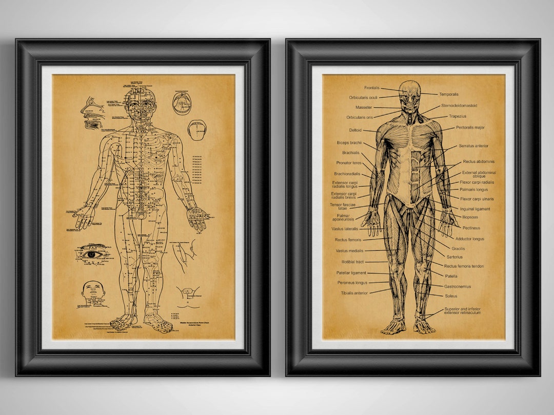 Comprehensive Acupuncture Meridian Chart: Chinese Medicine Anatomical ...