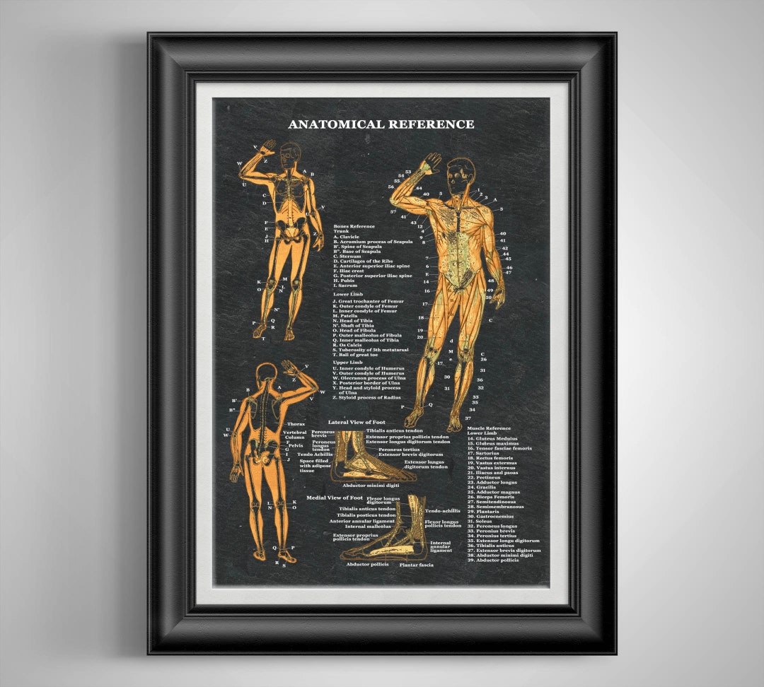 Gym Wall Art Muscle Anatomy Art Human Muscularity Poster Pre Med Gift ...