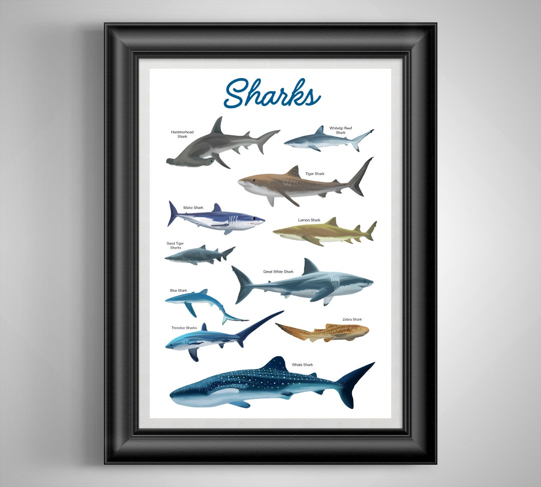 Shark Poster Sharks Artwork Sea Life Print Ocean Art Nautical Decor ...