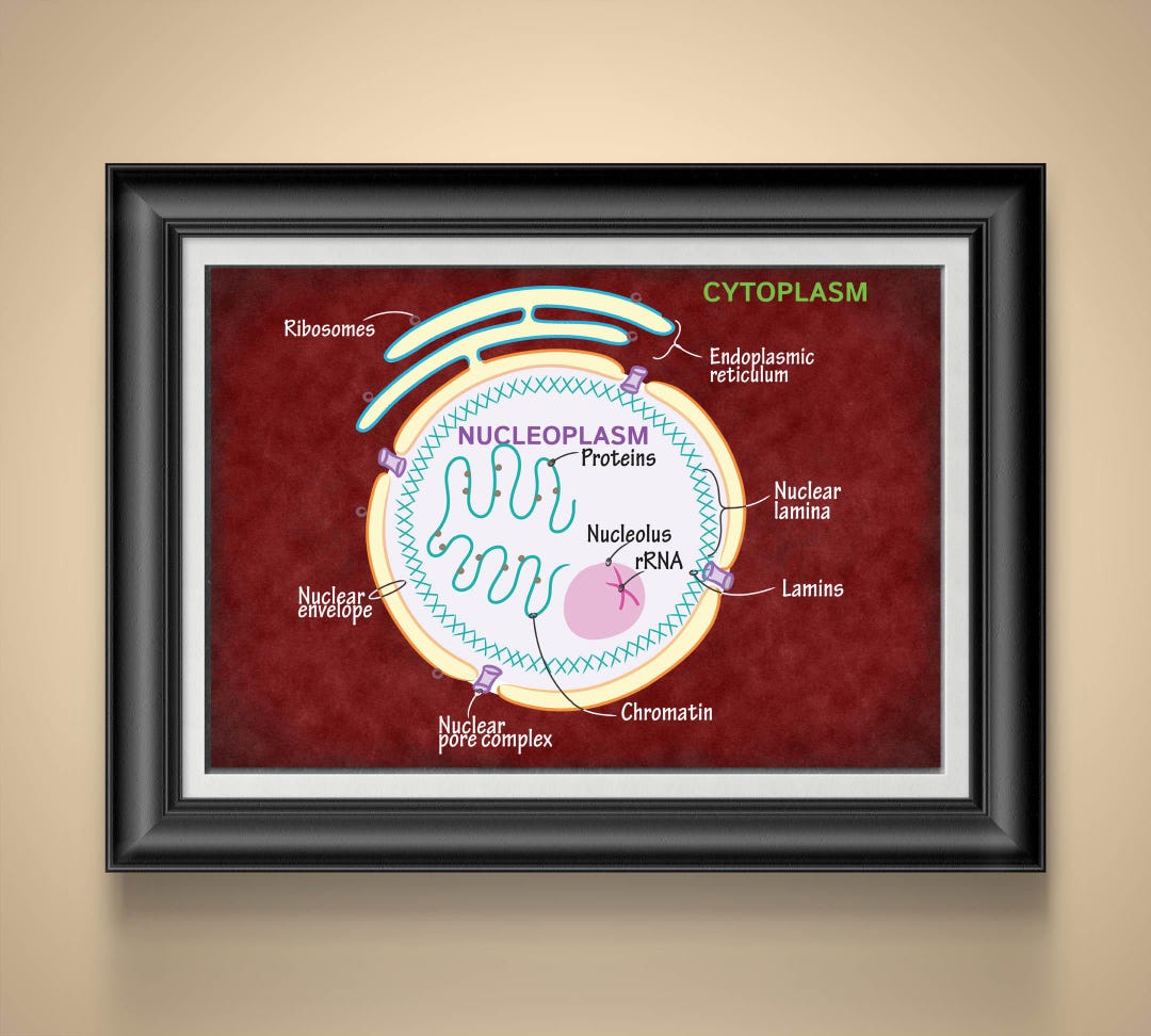 Cytoplasm & Nuclear Structure Biology Art Print: Educational Science ...