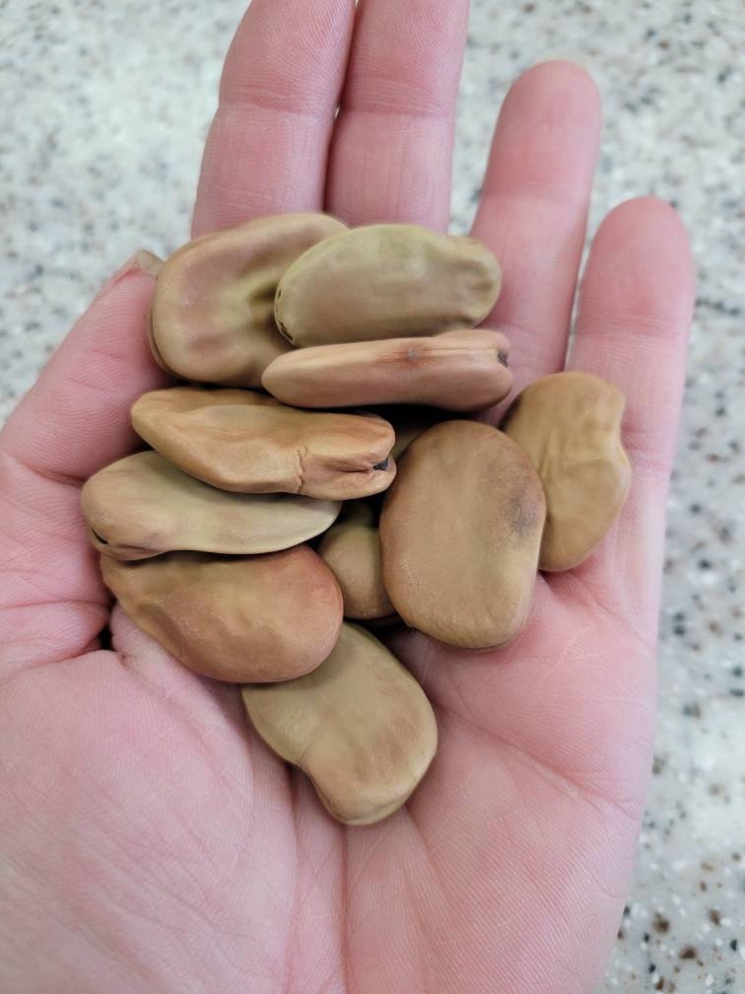 Lucky Mojo Beans Pack of 10 for Spells and Conjouring - Etsy