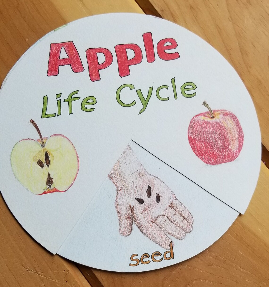 Waldorf Apple Life Cycle Spinner - Etsy