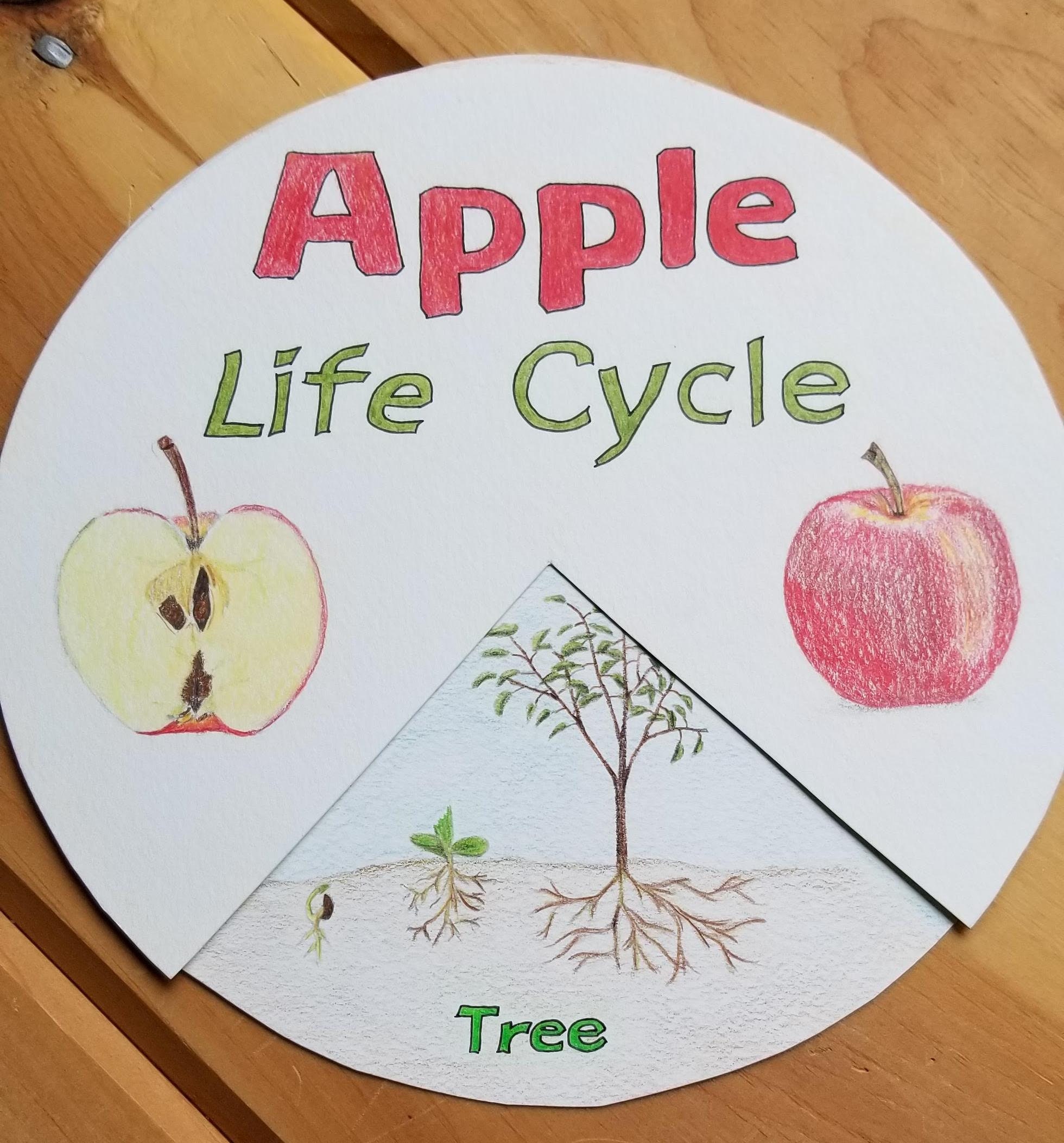 Waldorf Apple Life Cycle Spinner - Etsy
