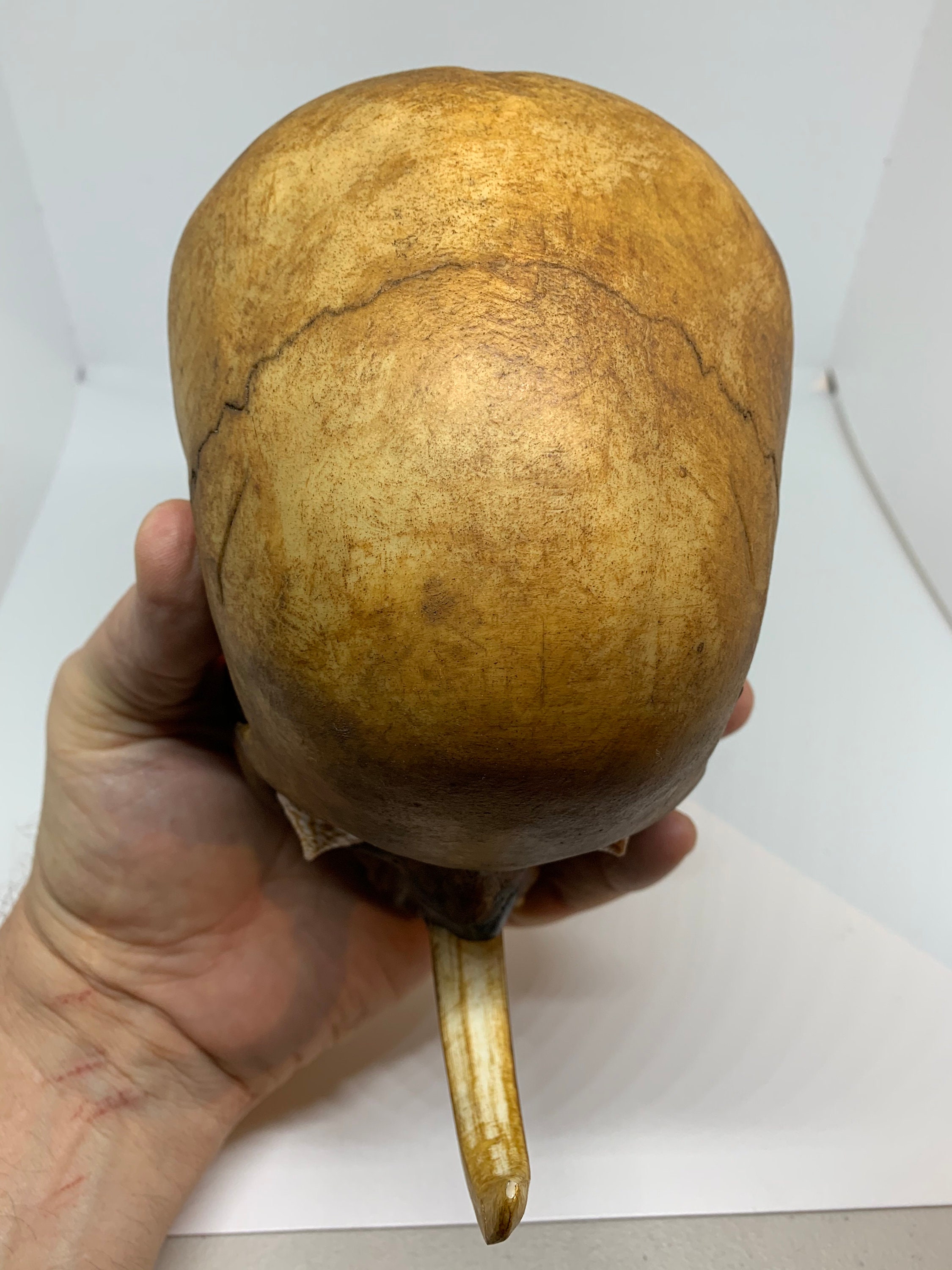 Headhunter Trophy Skull replica with boar tusk and shell eyes Headhunter Trophy Skull replica with boar tusk and shell eyes