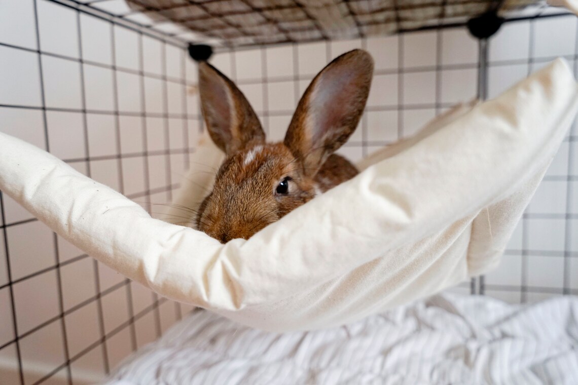 Bunny Hammock for Cage Playpen Crate Bed Mat for Rabbit Rat | Etsy Canada