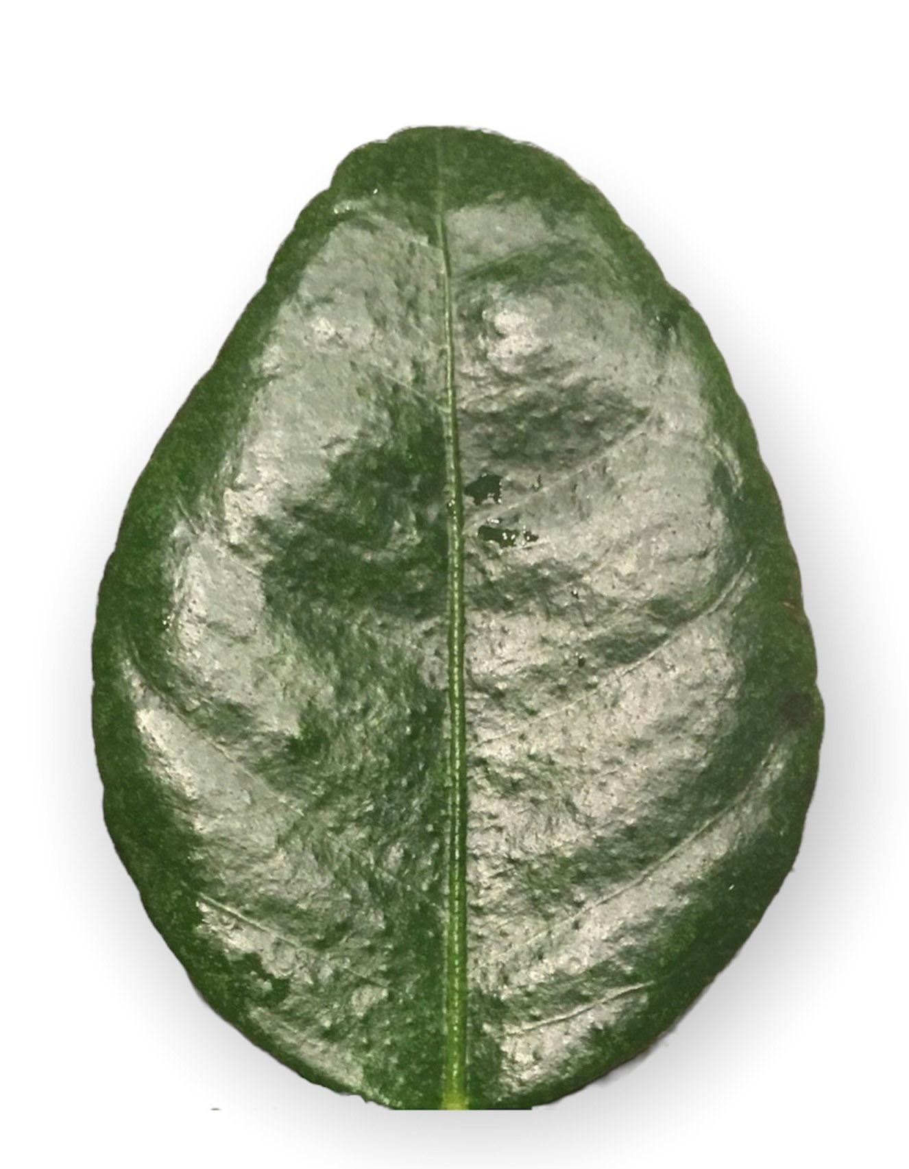 Fresh Kaffir Lime Leaves Single Lobed Thai Makrut Mauritius Papeda ...
