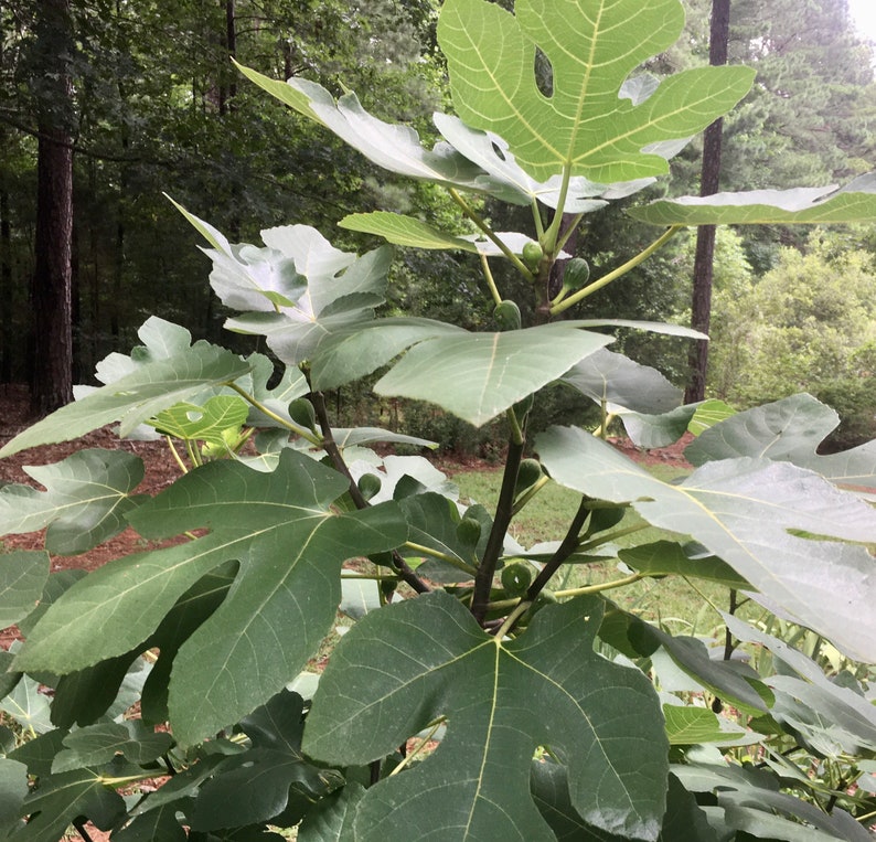 Fig Leaf Powder From Our Brown Turkey Fig Trees Freshly - Etsy