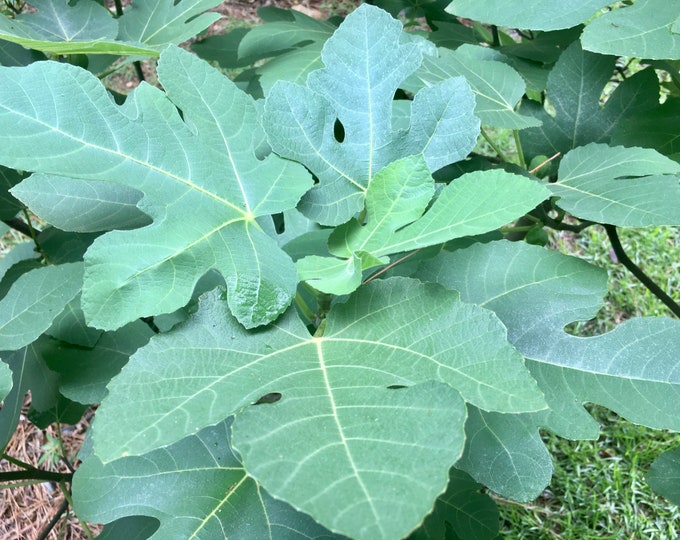 Fresh Fig Leaves Handpicked and Homegrown – From Our Brown Turkey Fig ...