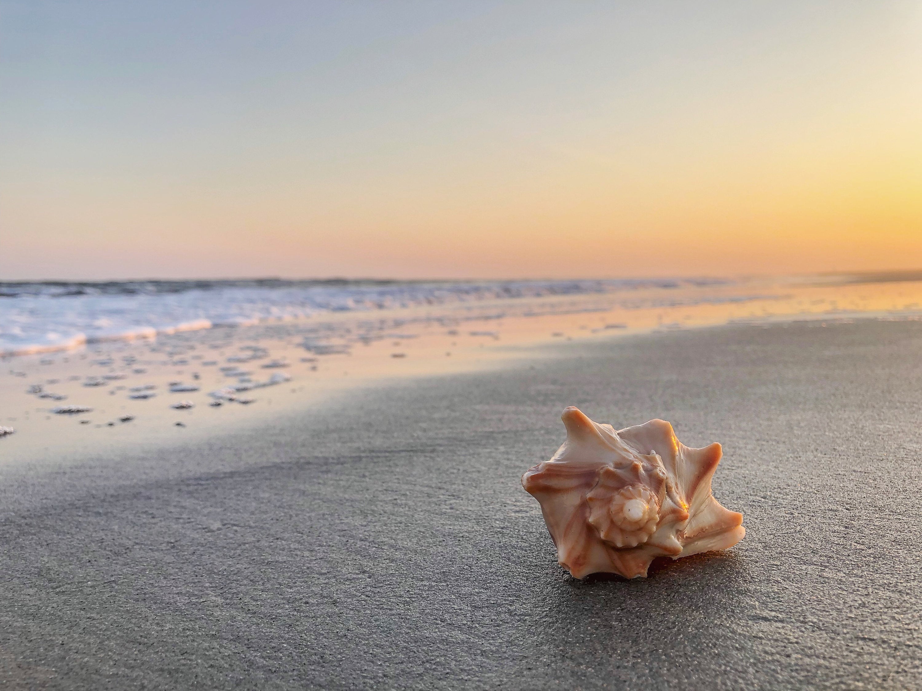 Summer Seashell - Etsy