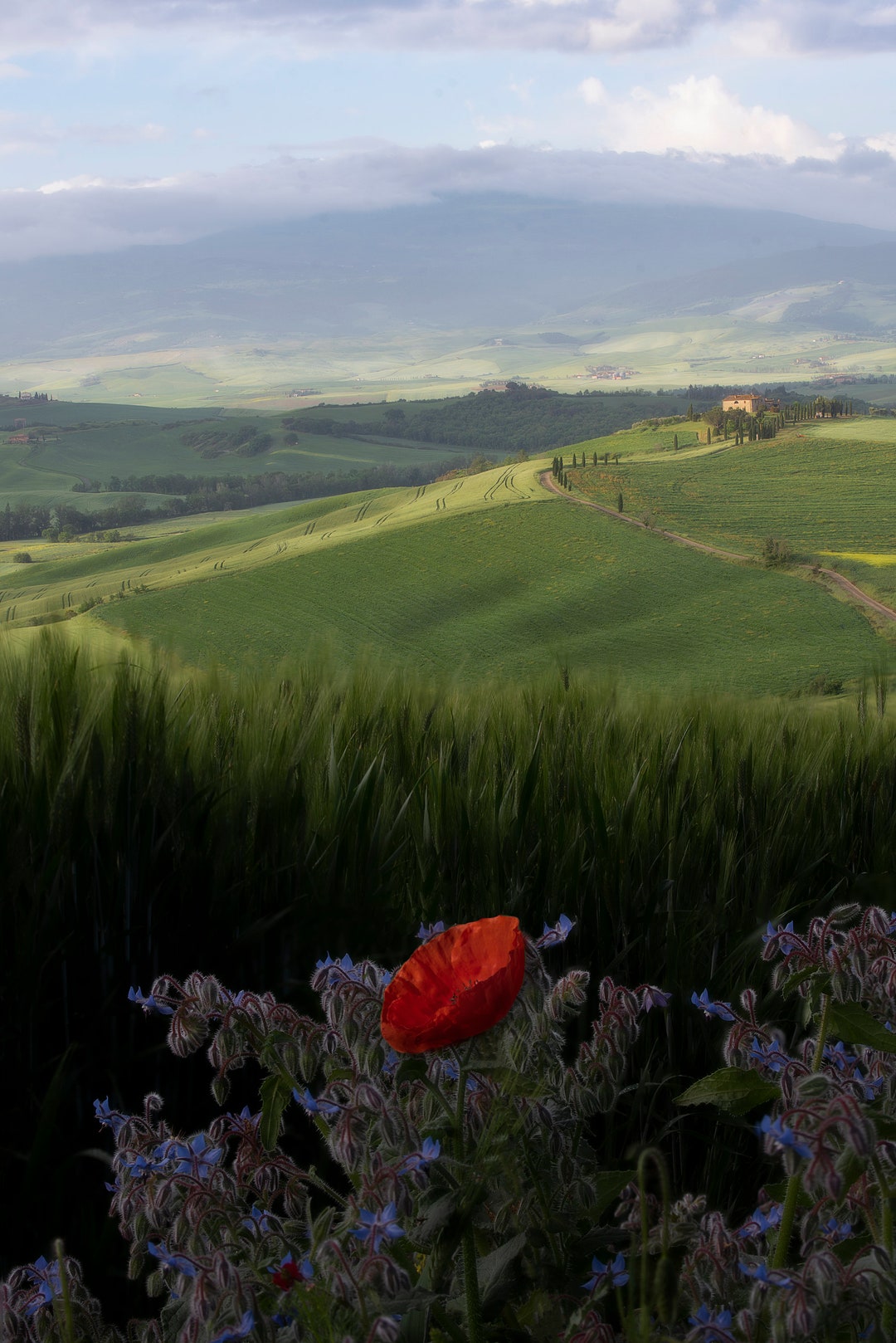 Gladiator Wheat Field Tuscany Vertical - Charlestonspired Fine Art ...