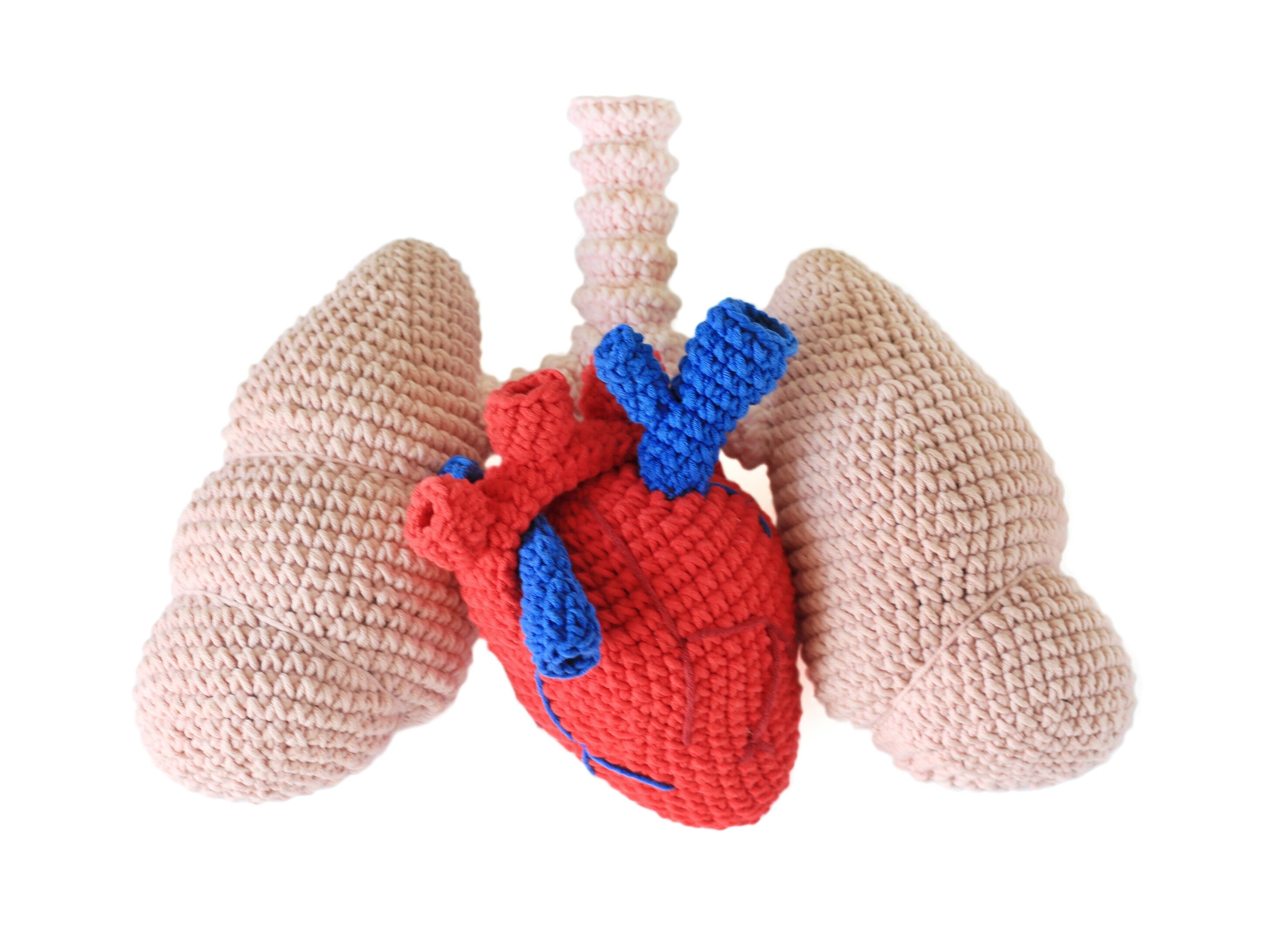 Real Heart And Lungs