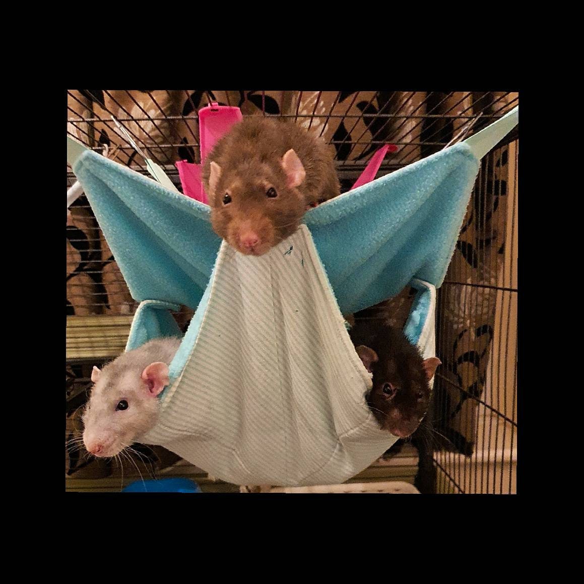 SONIC THE HEDGEHOG Honeycomb Rat Hammock / Pet Hammock. in - Etsy