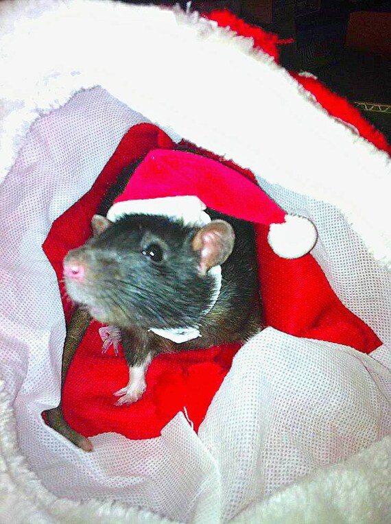 Rats With Feathers Hat