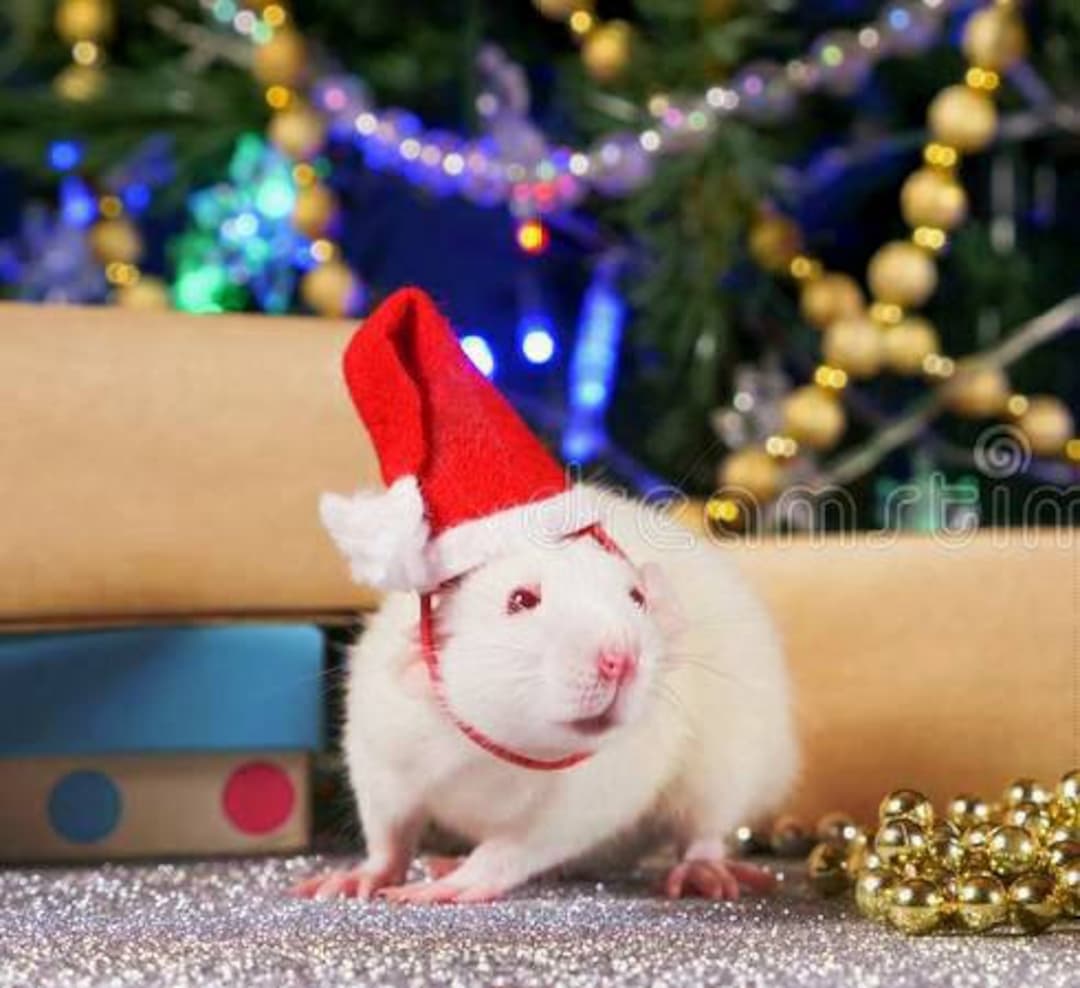 SANTA HATS for RATS Dress up for Christmas Photos, Make Memories, Share ...