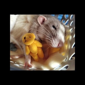 Rat Teddy Bear, Teddies for Rats - Etsy UK