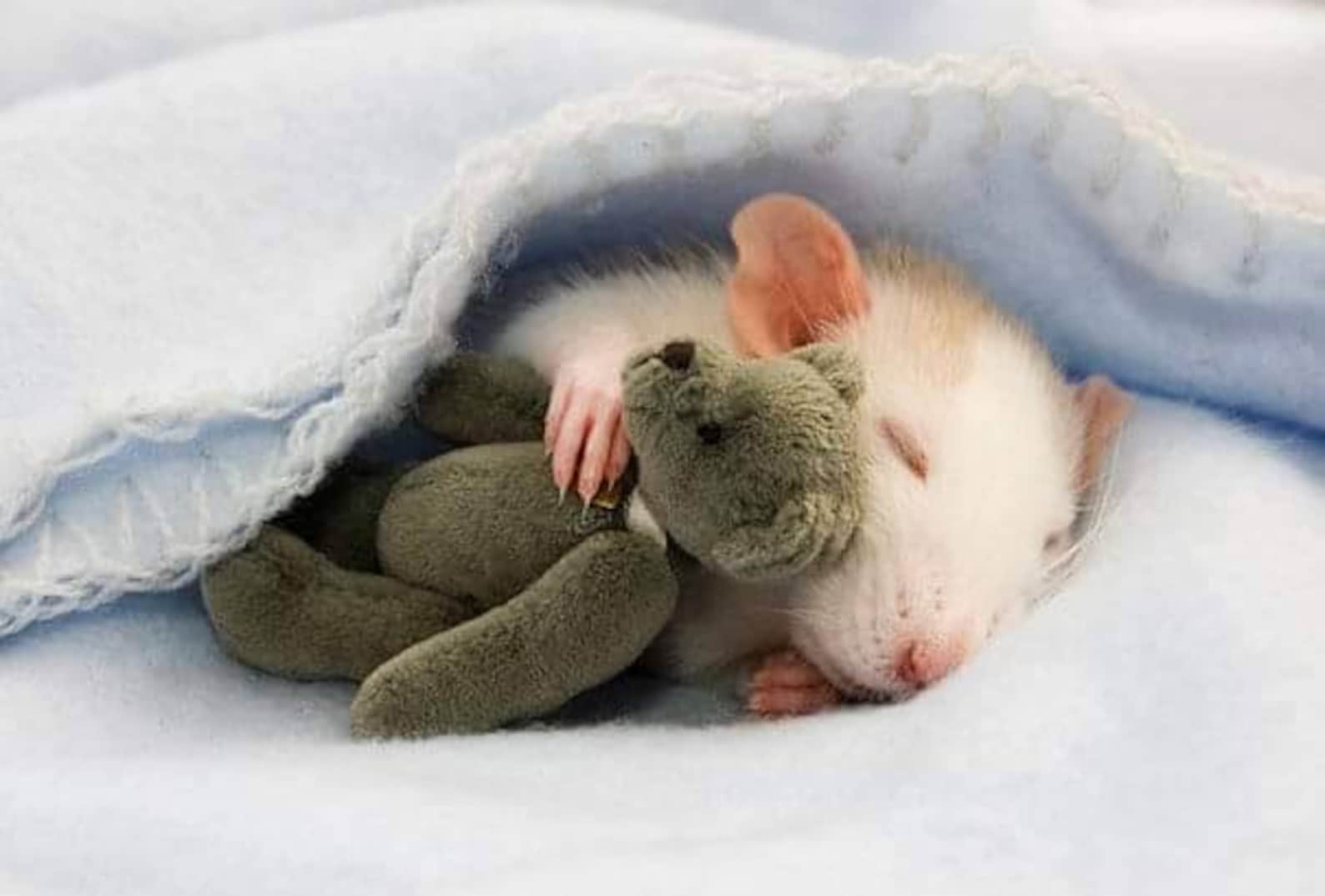 Rat Teddy. Plush Teddies Super Soft. Teddies for Rats - Etsy UK