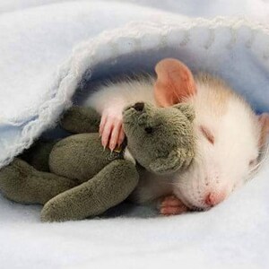 Rat Teddy. Plush Teddies Super Soft. Teddies for Rats - Etsy UK