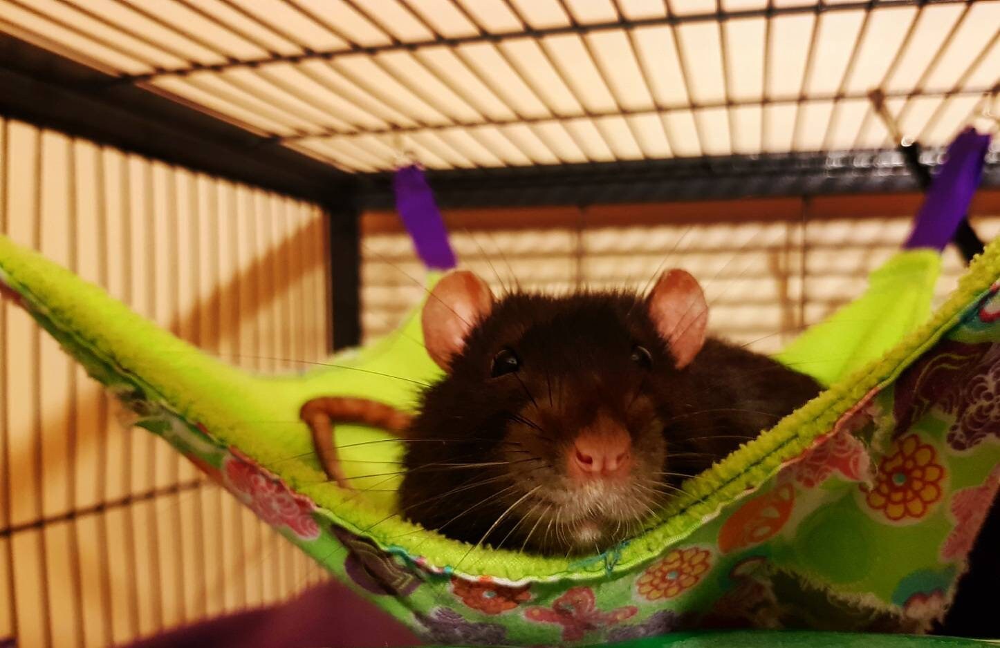 BABY YODA MANDALORIAN Rat Hammock / Pet Hammock in Lime. Size - Etsy