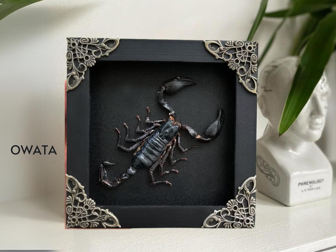 Scorpion Black Wall Decor Frame Insect Taxedermy Spooky Gift Idea ...